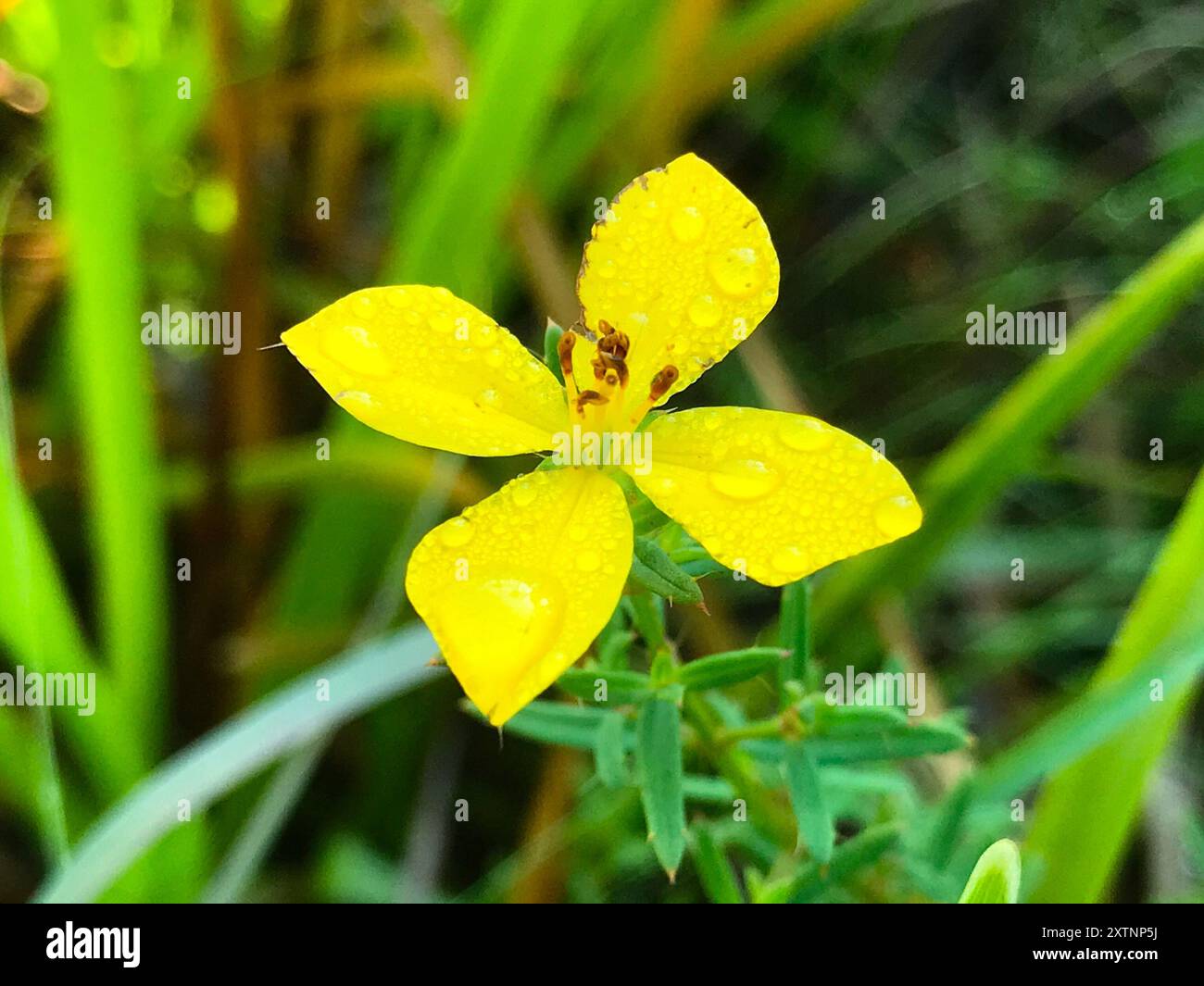 Rhexia lutea hi-res stock photography and images - Alamy