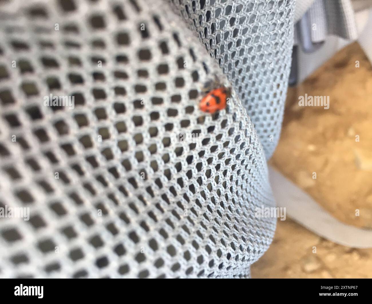 Oblong Lady Beetles (Hippodamia) Insecta Stock Photo - Alamy