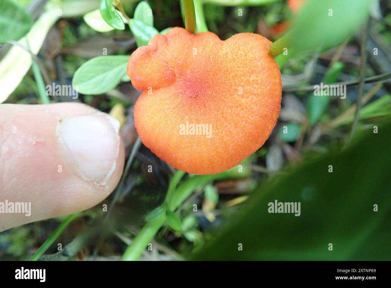 Cranberry Waxy Cap (Hygrocybe turunda) Fungi Stock Photo - Alamy