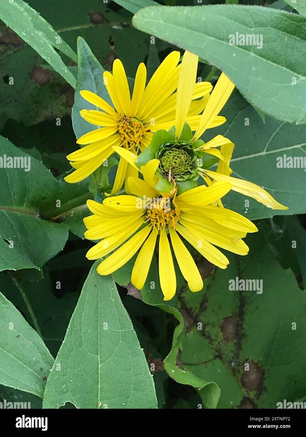 cup plant (Silphium perfoliatum) Plantae Stock Photo - Alamy