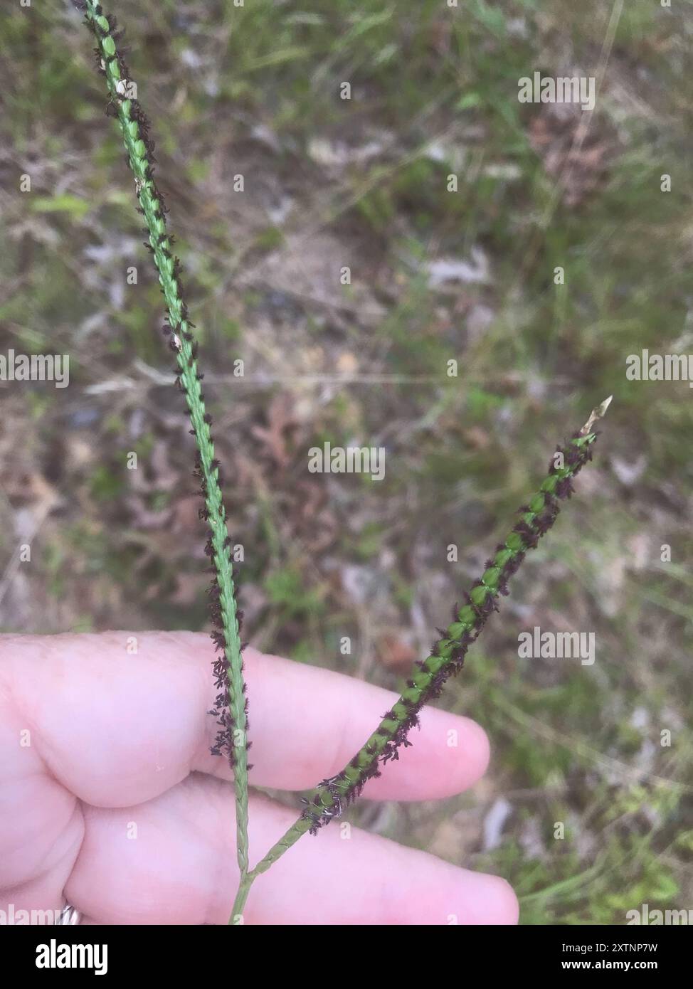Bahia grass (Paspalum notatum) Plantae Stock Photo - Alamy