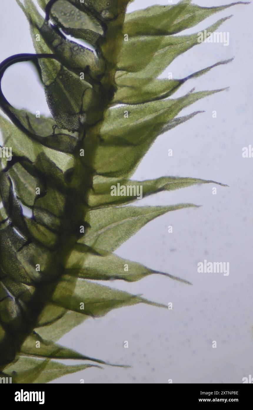 Whipple's claopodium moss (Claopodium whippleanum) Plantae Stock Photo ...