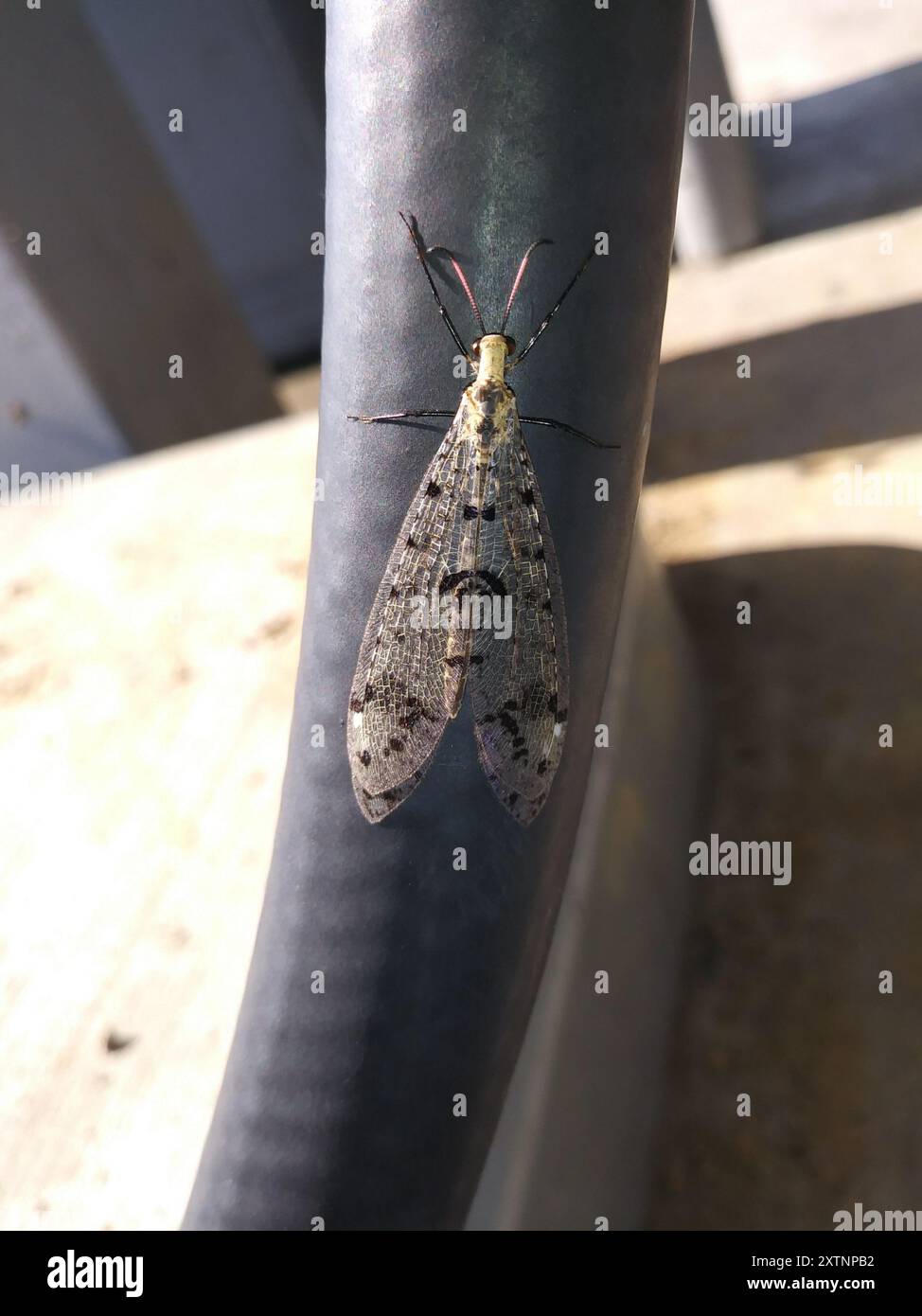 Eastern Spotted-winged Antlion (Dendroleon obsoletus) Insecta Stock ...