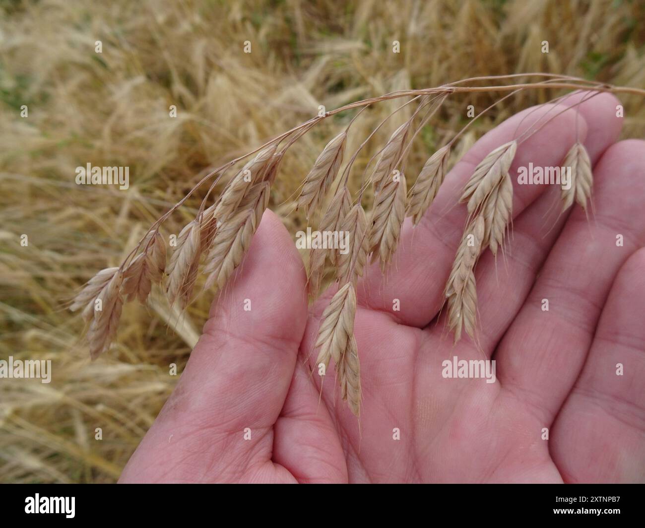 Rye brome hi-res stock photography and images - Alamy
