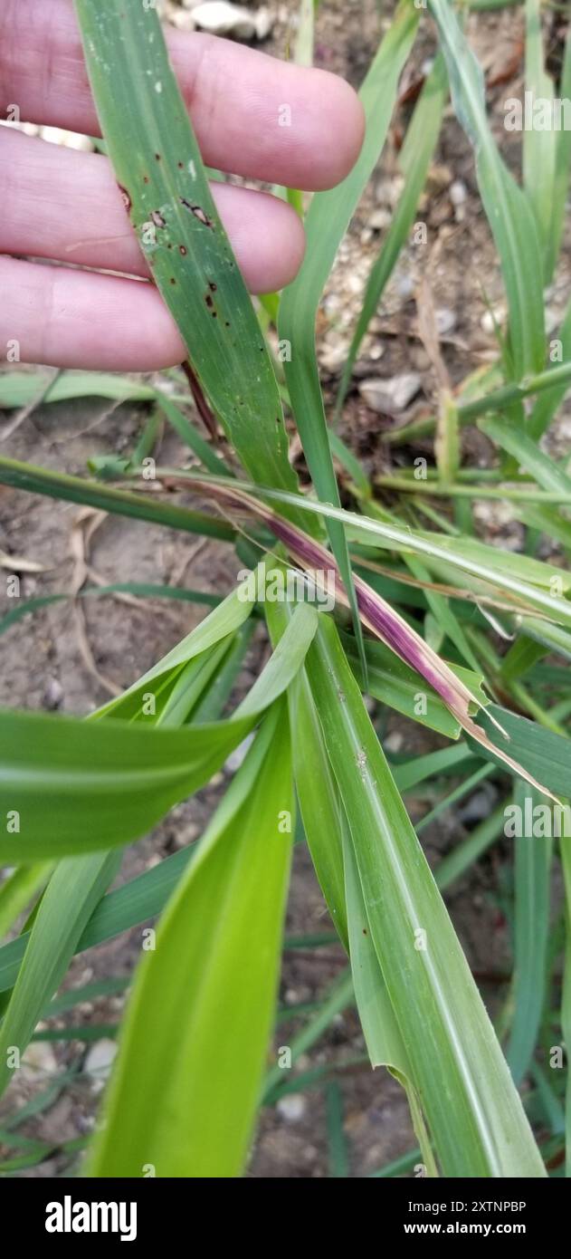 Johnson grass (Sorghum halepense) Plantae Stock Photo - Alamy