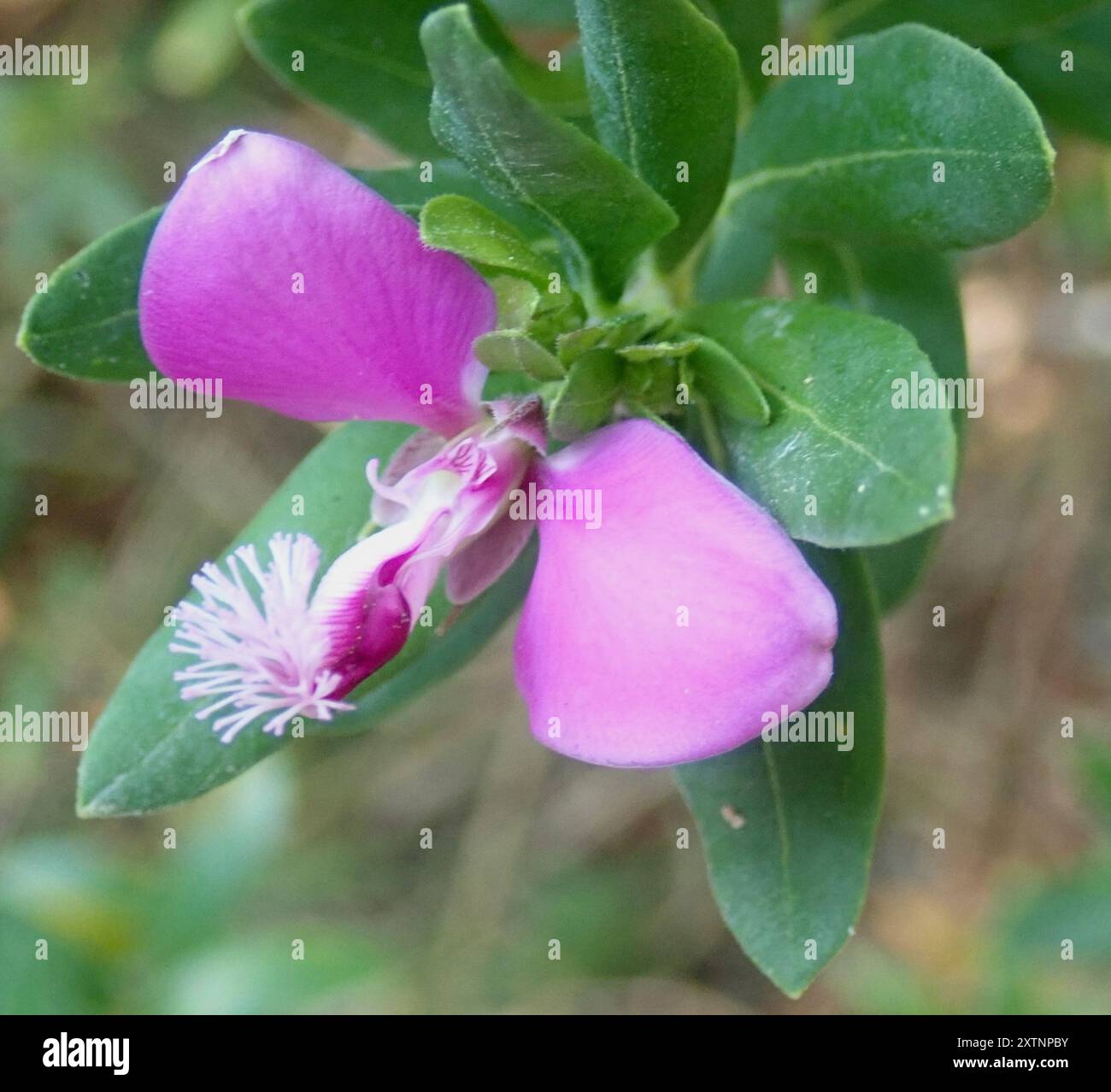 Septemberbush (Polygala myrtifolia myrtifolia) Plantae Stock Photo - Alamy