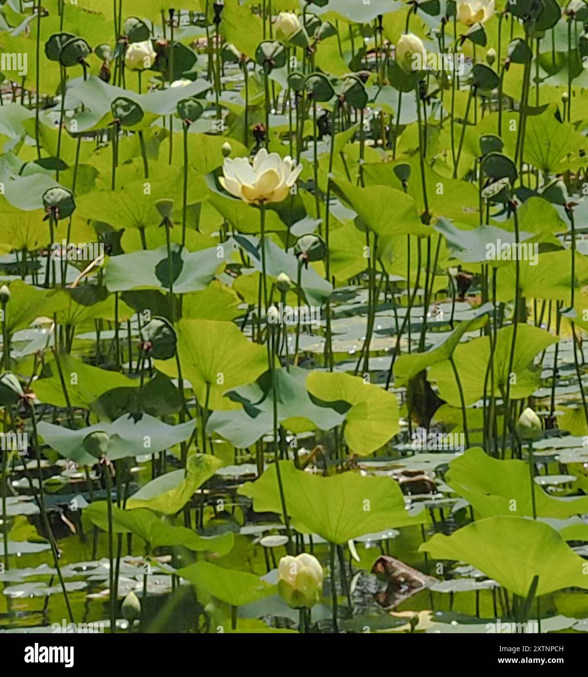 American lotus (Nelumbo lutea) Plantae Stock Photo - Alamy