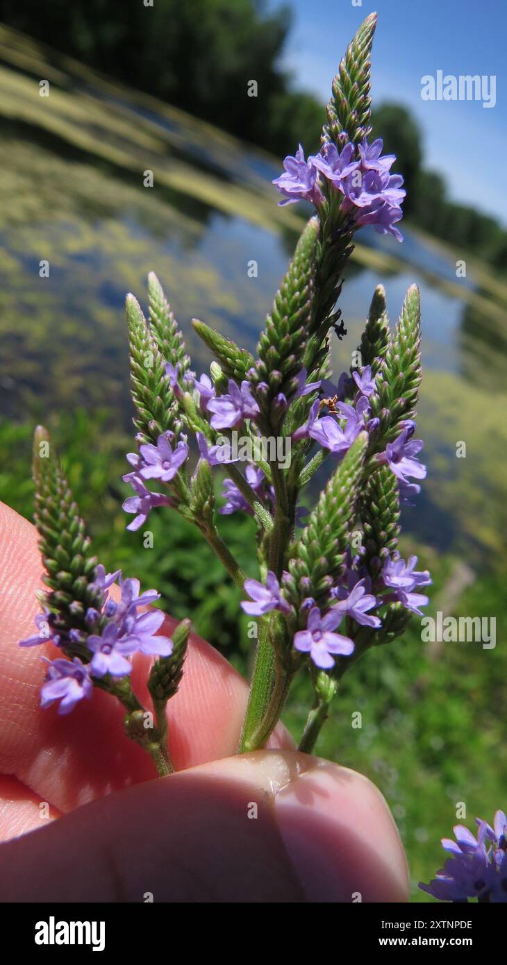 blue vervain (Verbena hastata) Plantae Stock Photo - Alamy