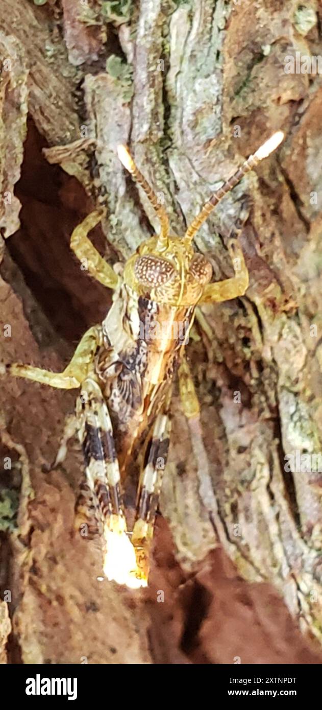 Pine tree Spur-throat Grasshopper (Melanoplus punctulatus) Insecta ...