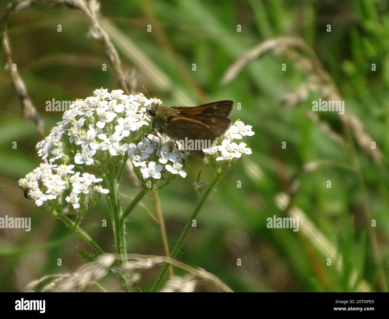 Crossline Skipper (Polites origenes) Insecta Stock Photo - Alamy