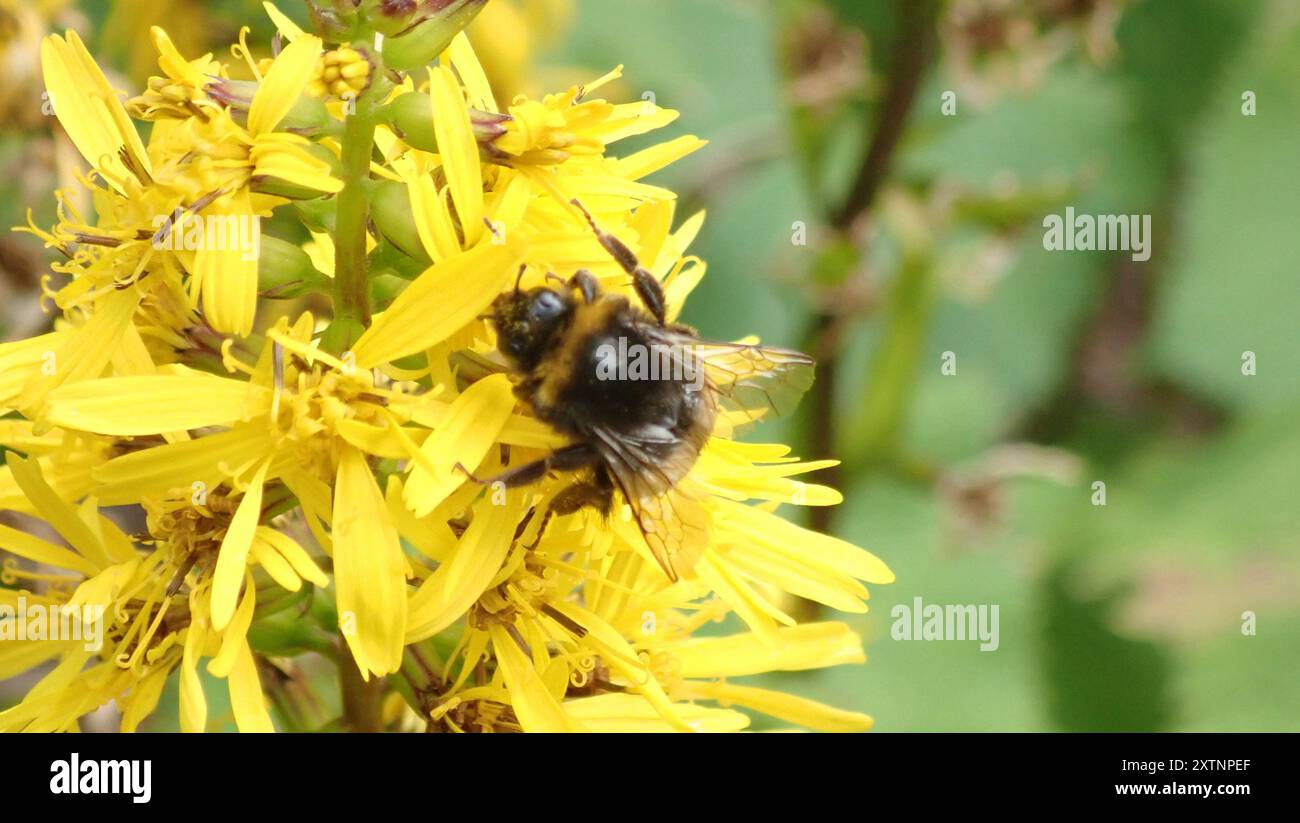 Early Bumble Bee (Bombus pratorum) Insecta Stock Photo - Alamy
