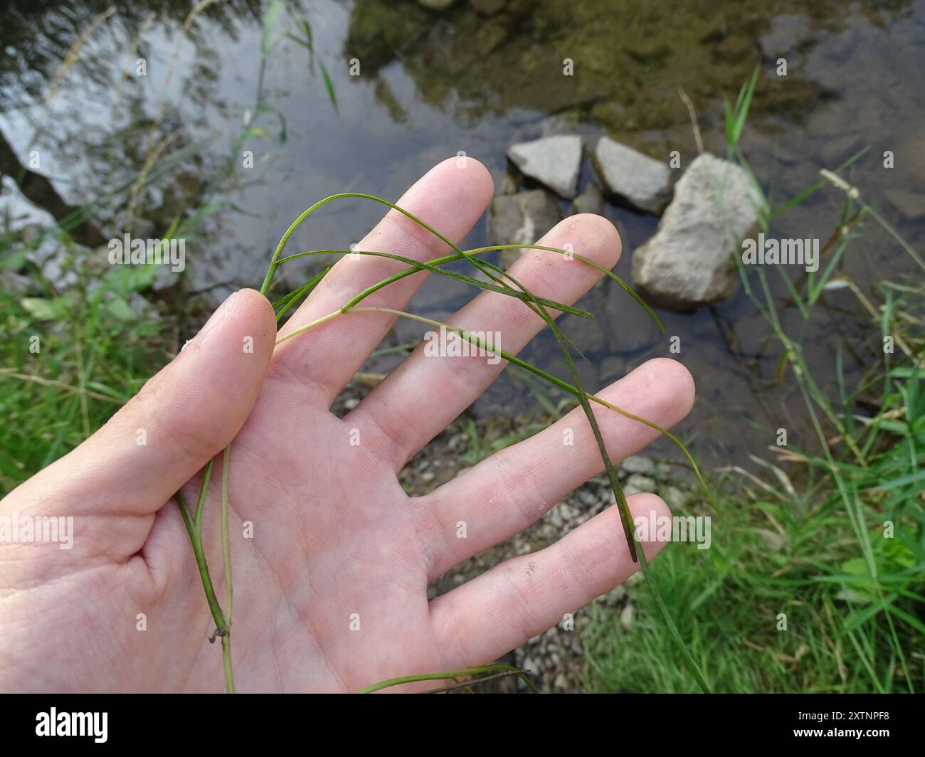 Slender-leaved pondweed (Stuckenia filiformis) Plantae Stock Photo - Alamy