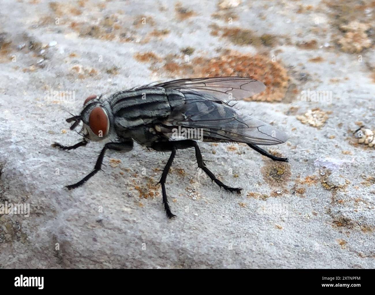 Common Flesh Flies (Sarcophaga) Insecta Stock Photo - Alamy