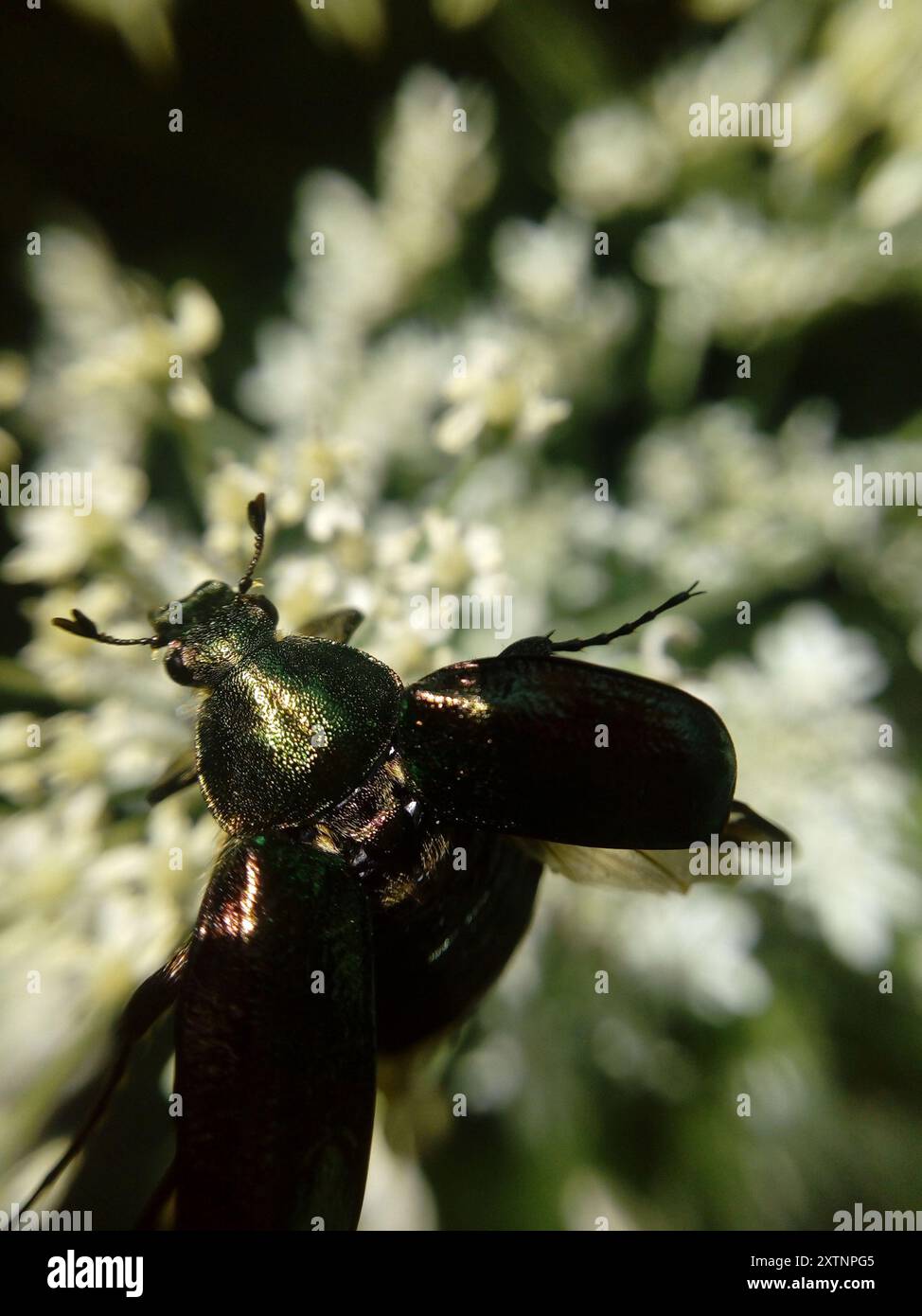 Noble gnorimus nobilis hi-res stock photography and images - Alamy