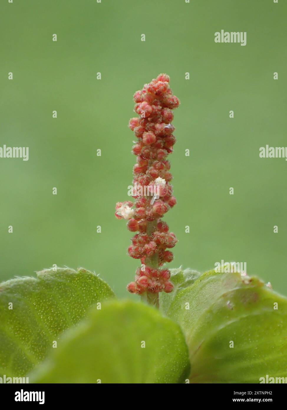 Asian Copperleaf (Acalypha australis) Plantae Stock Photo - Alamy