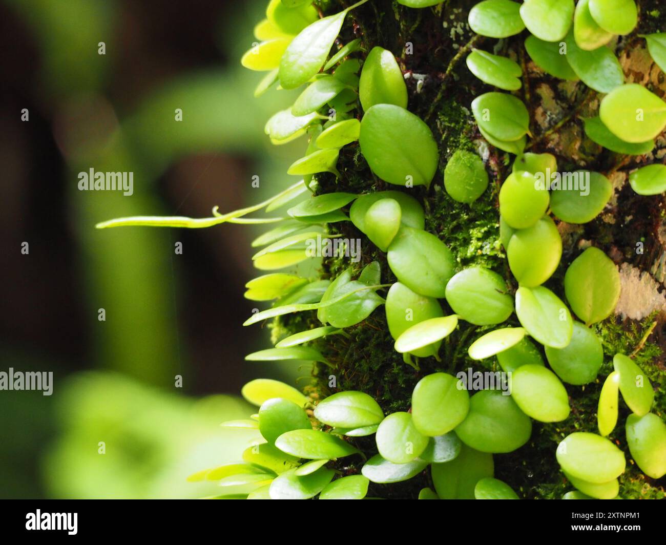Green penny fern (Lemmaphyllum microphyllum) Plantae Stock Photo - Alamy