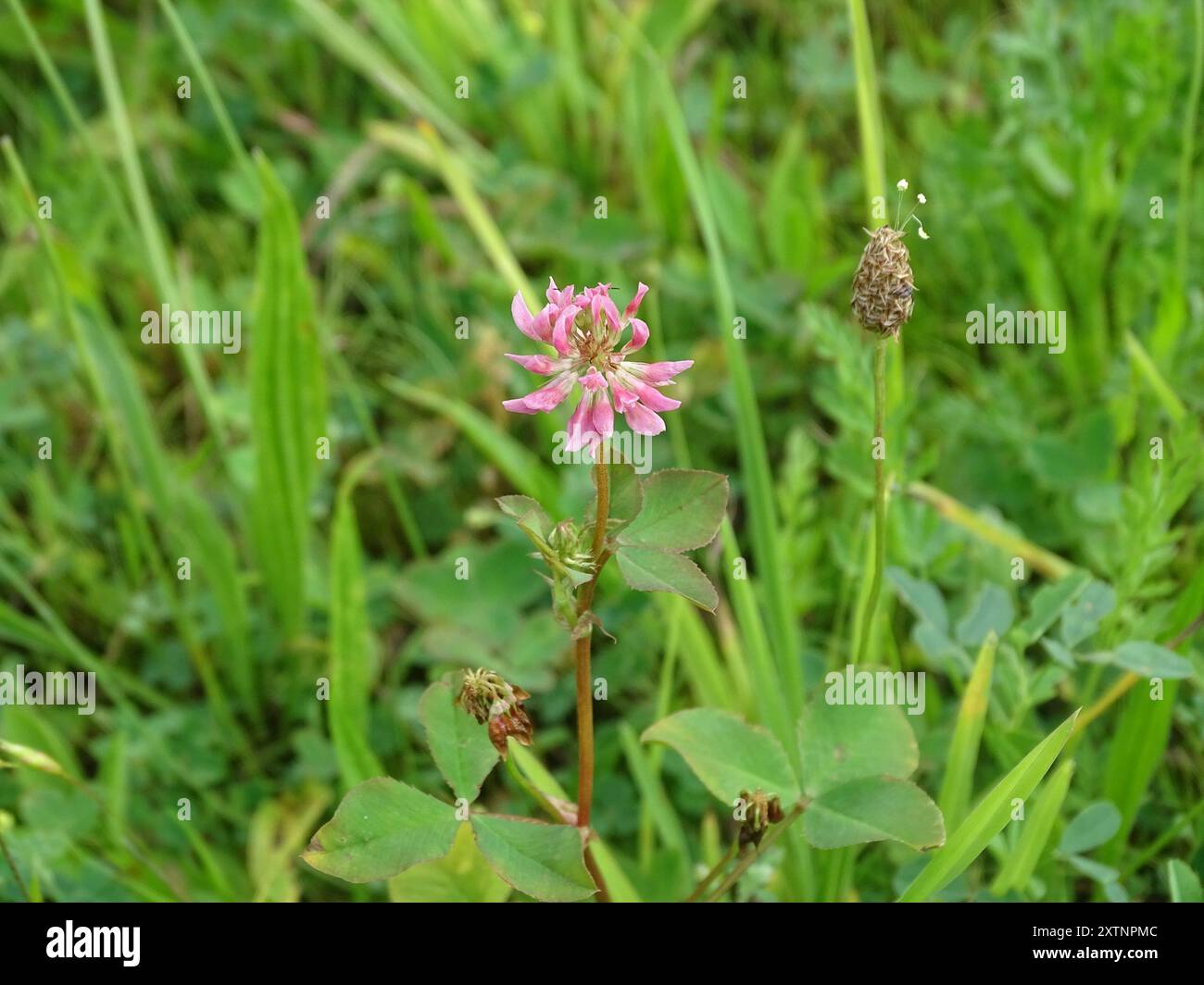 Alsike clover (Trifolium hybridum) Plantae Stock Photo - Alamy