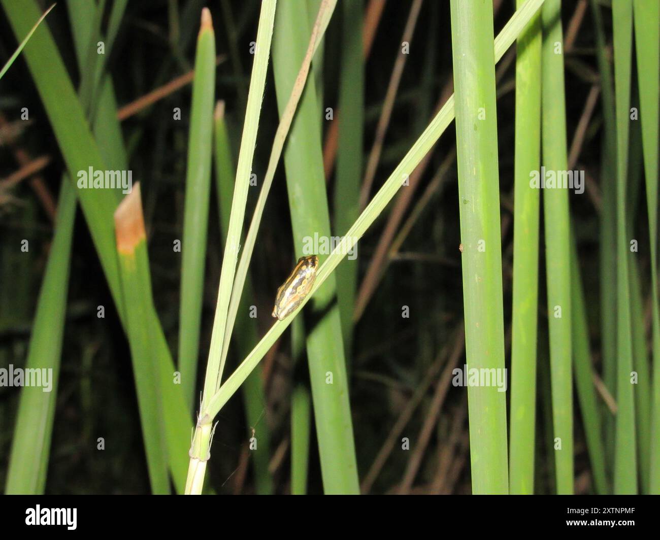 Painted Reed Frog (Hyperolius marmoratus) Amphibia Stock Photo - Alamy