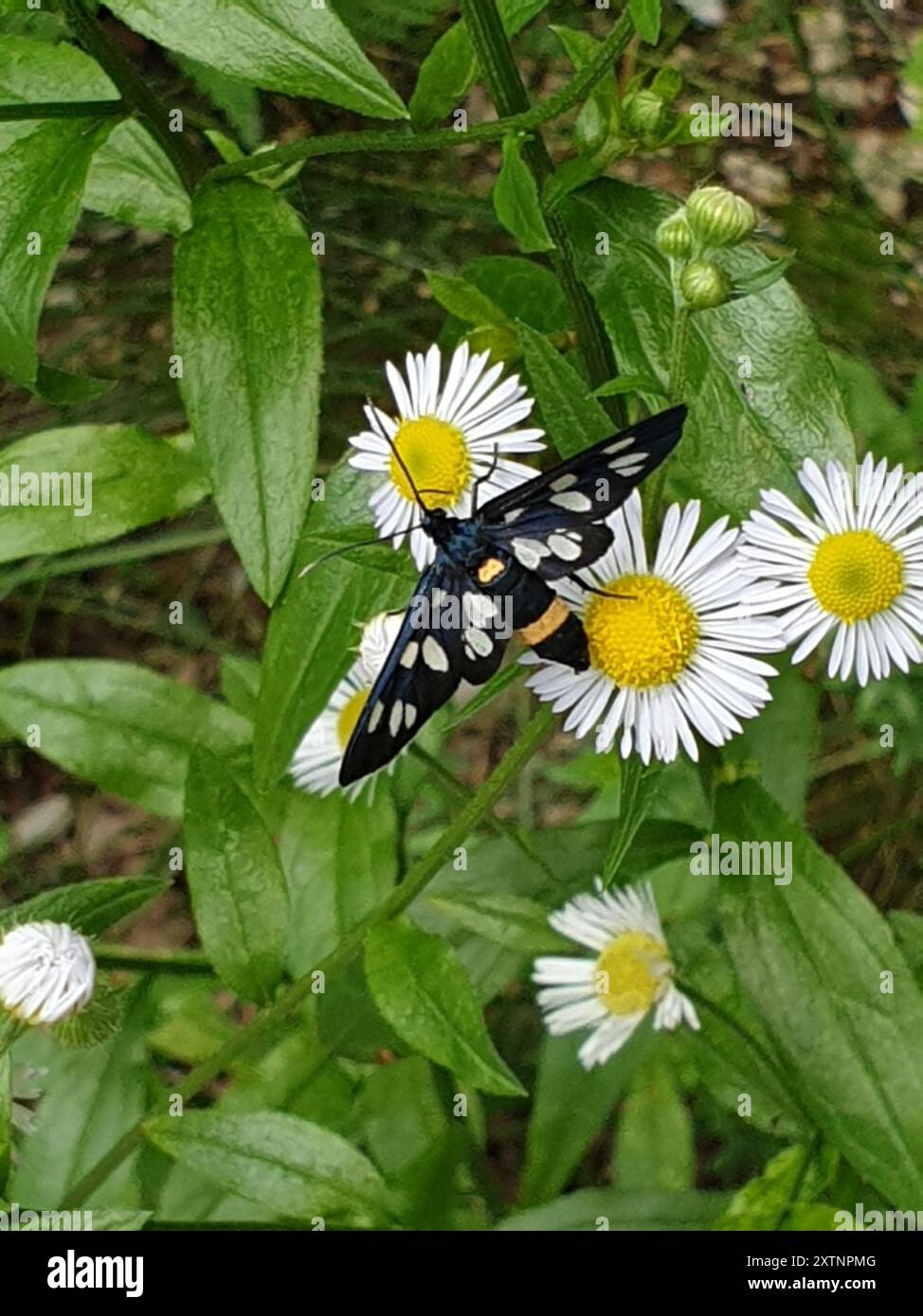 Nine-spotted Moth (Amata phegea) Insecta Stock Photo - Alamy