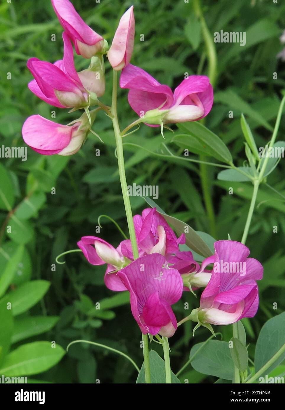 tuberous pea (Lathyrus tuberosus) Plantae Stock Photo - Alamy