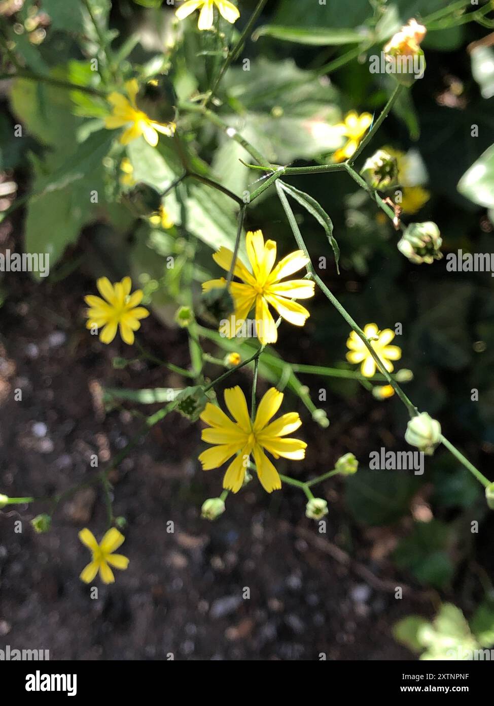 nipplewort (Lapsana communis) Plantae Stock Photo - Alamy