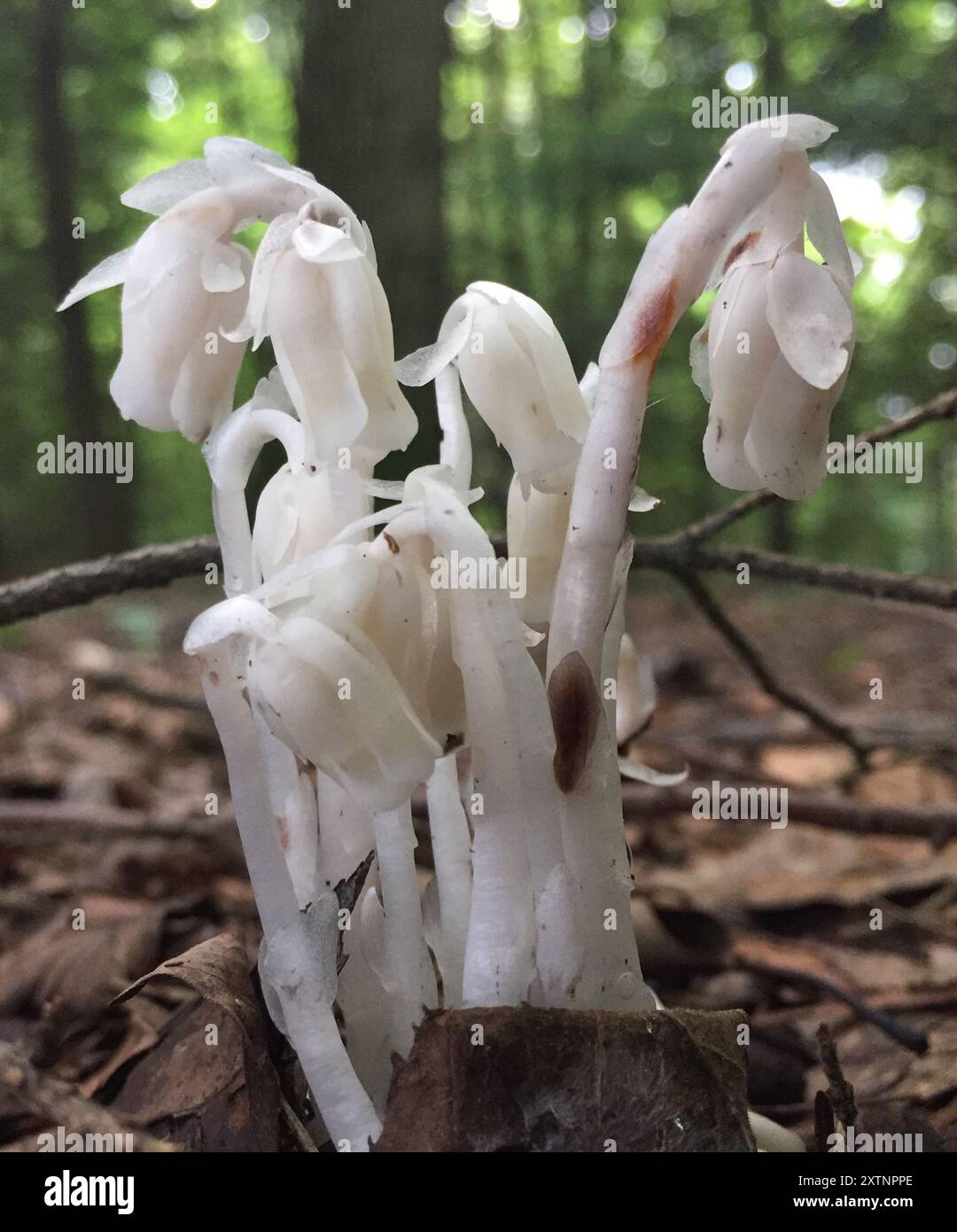 Ghost Pipe (Monotropa uniflora) Plantae Stock Photo - Alamy
