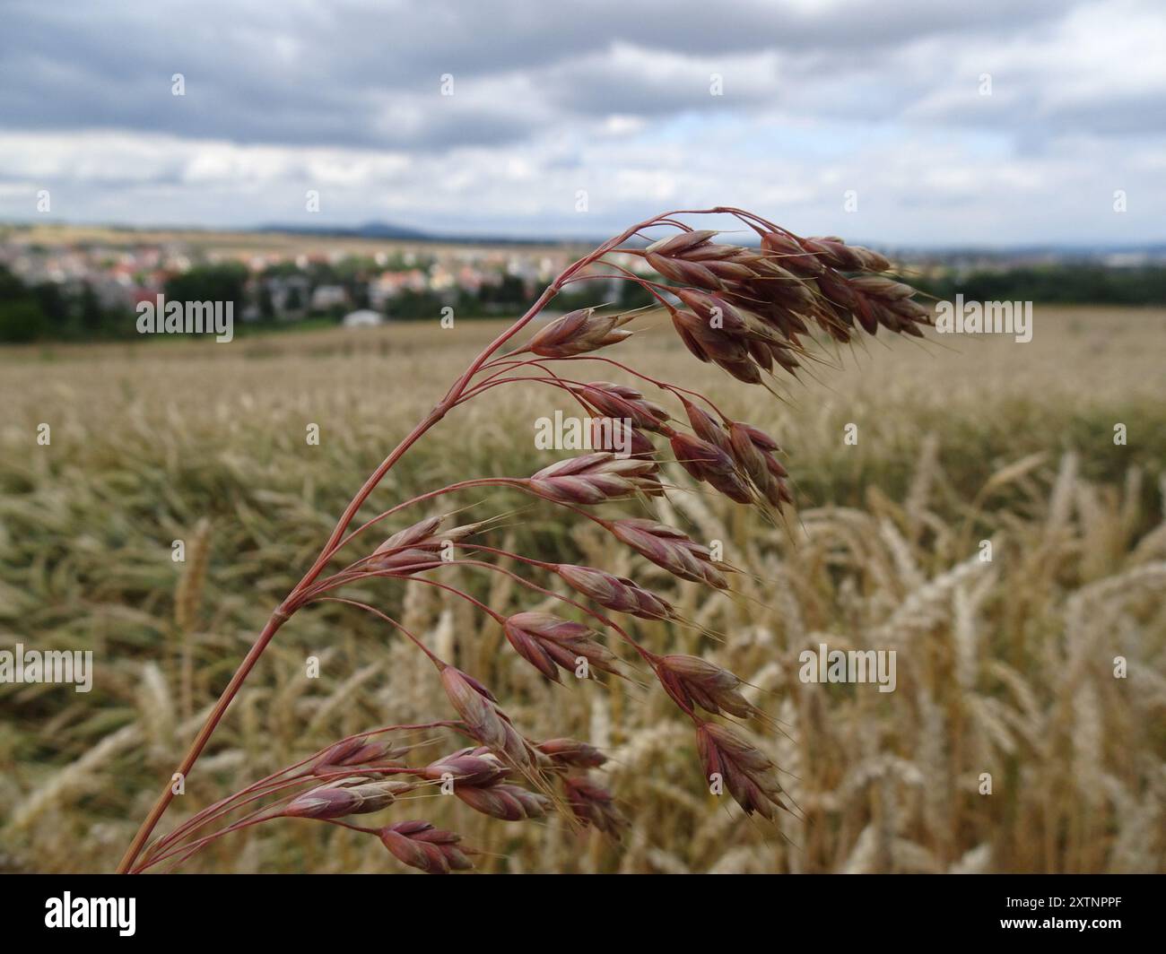 Rye Brome (Bromus secalinus) Plantae Stock Photo - Alamy