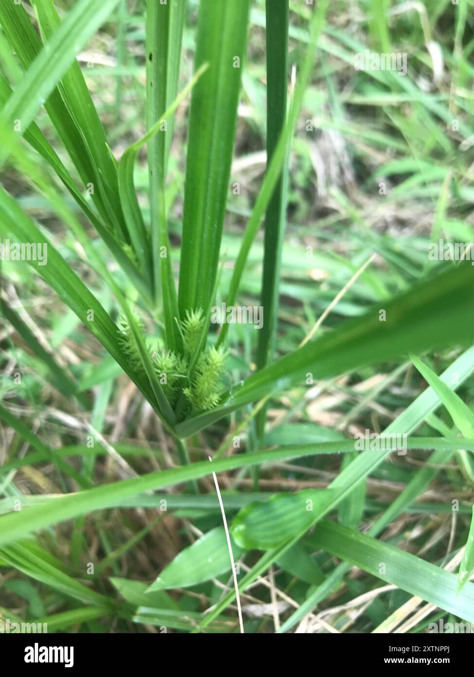 straw-colored flatsedge (Cyperus strigosus) Plantae Stock Photo - Alamy
