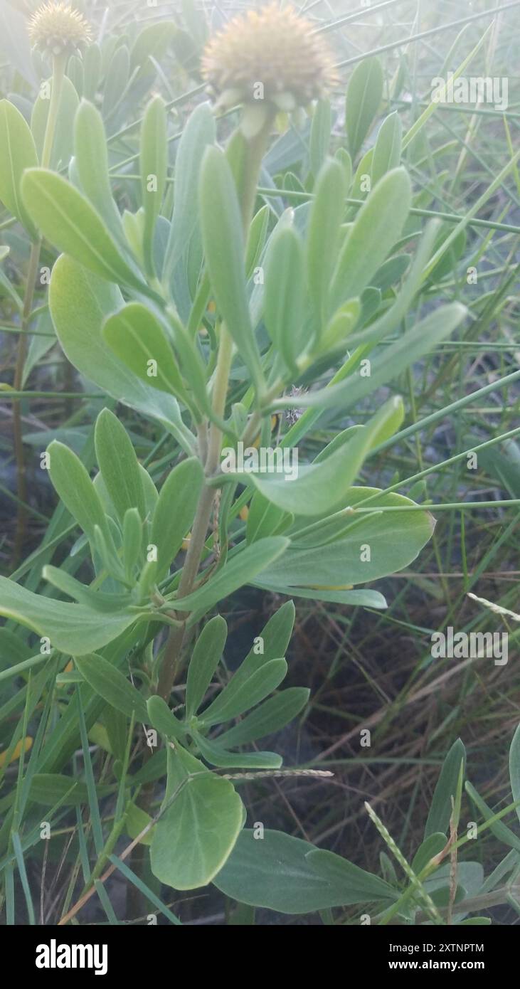 sea ox-eye (Borrichia frutescens) Plantae Stock Photo - Alamy