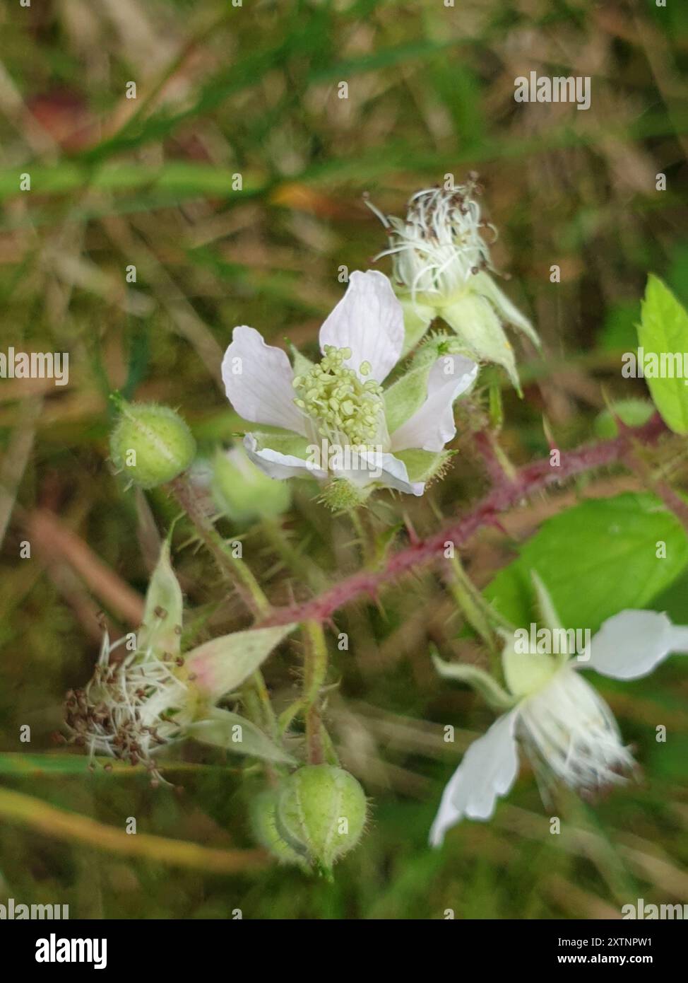 European dewberry (Rubus caesius) Plantae Stock Photo - Alamy