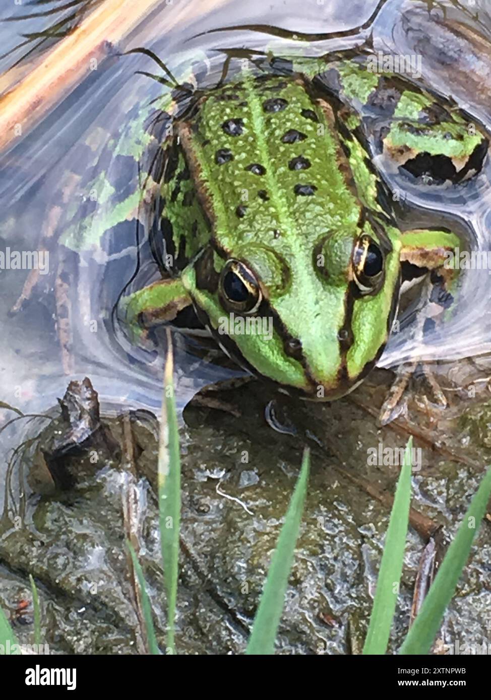 Water Frogs (Pelophylax) Amphibia Stock Photo - Alamy
