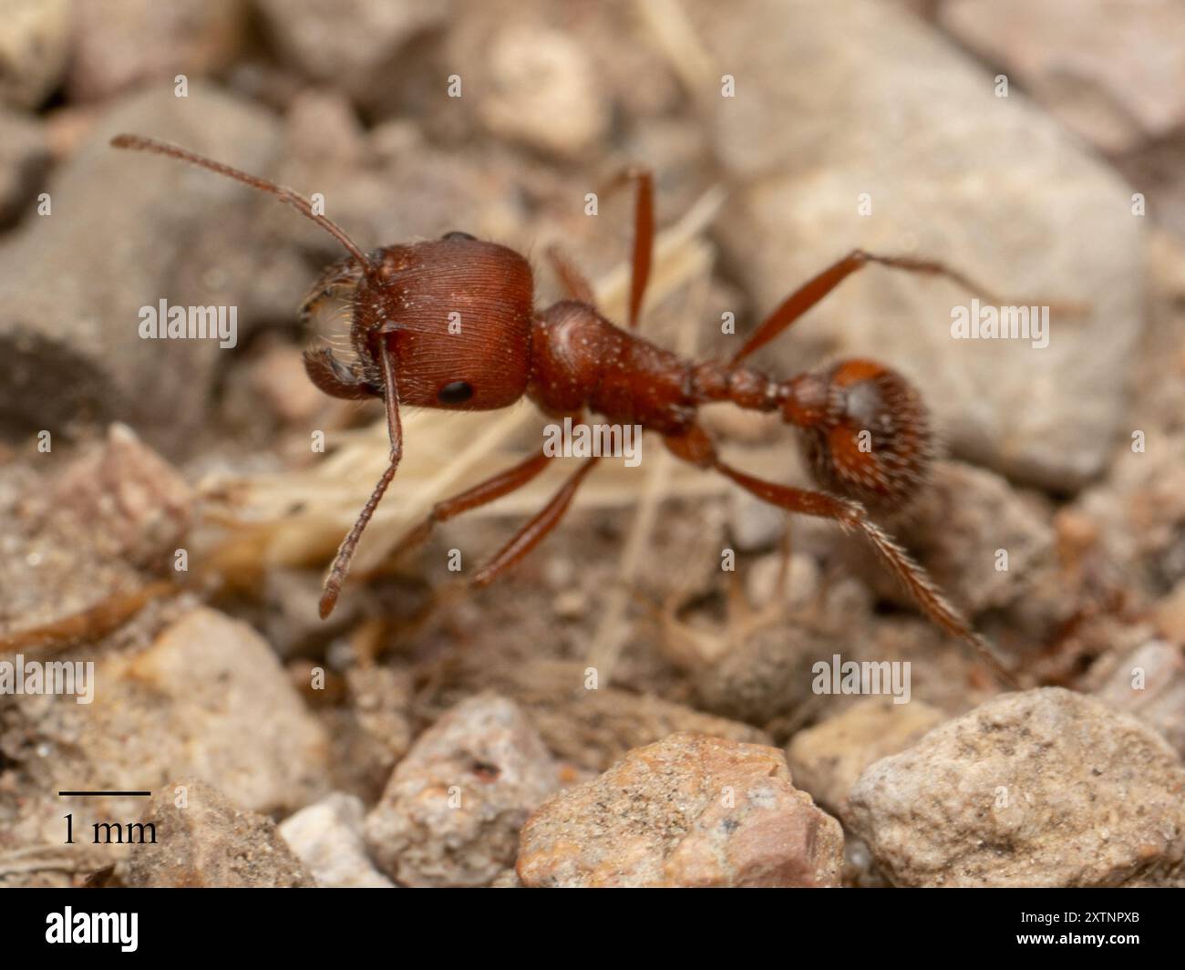 Western Harvester Ant (Pogonomyrmex occidentalis) Insecta Stock Photo ...