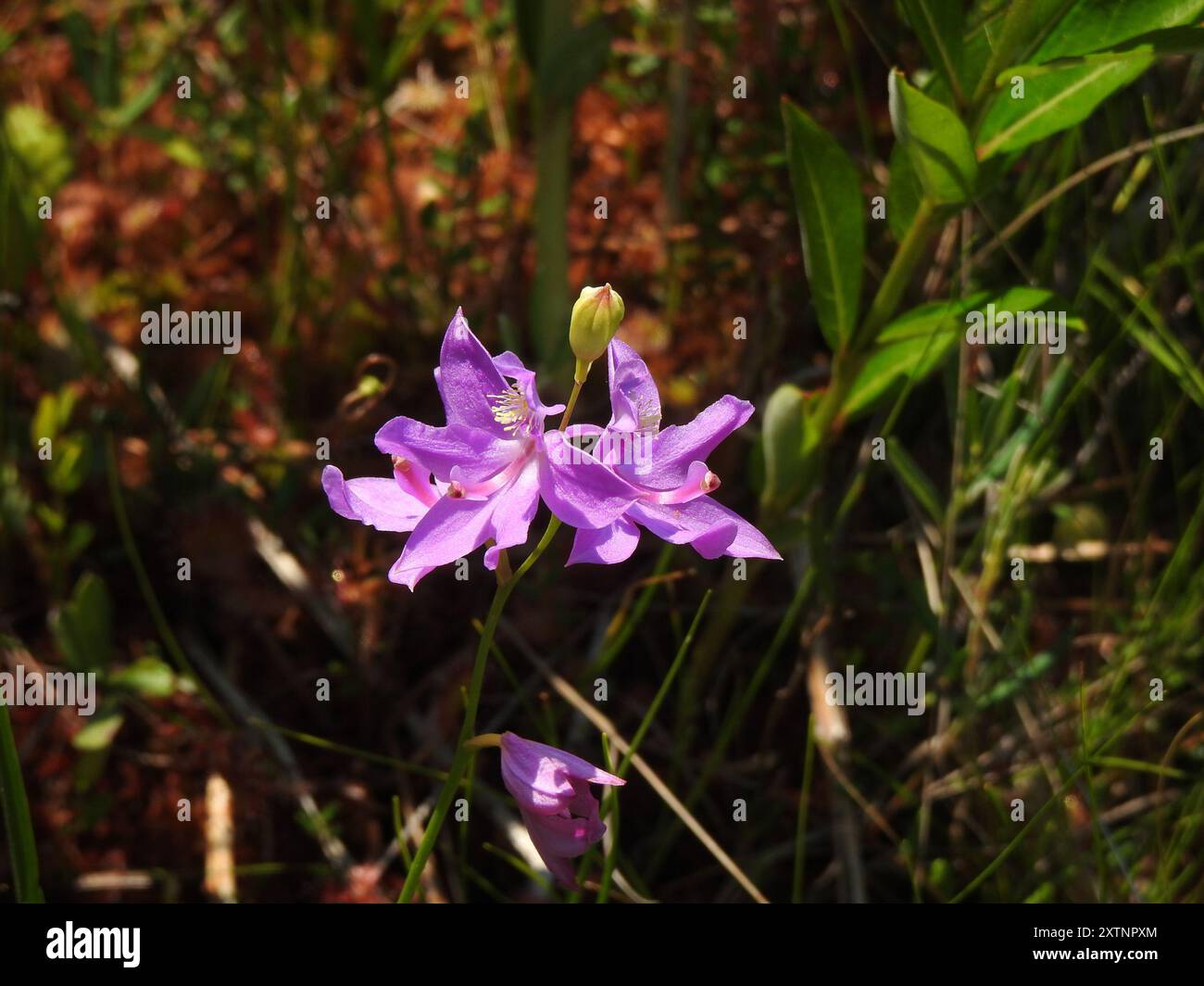 Tuberous Grasspink (Calopogon tuberosus) Plantae Stock Photo - Alamy