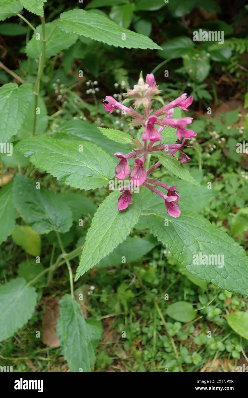 Coastal Hedge-nettle (Stachys chamissonis) Plantae Stock Photo - Alamy