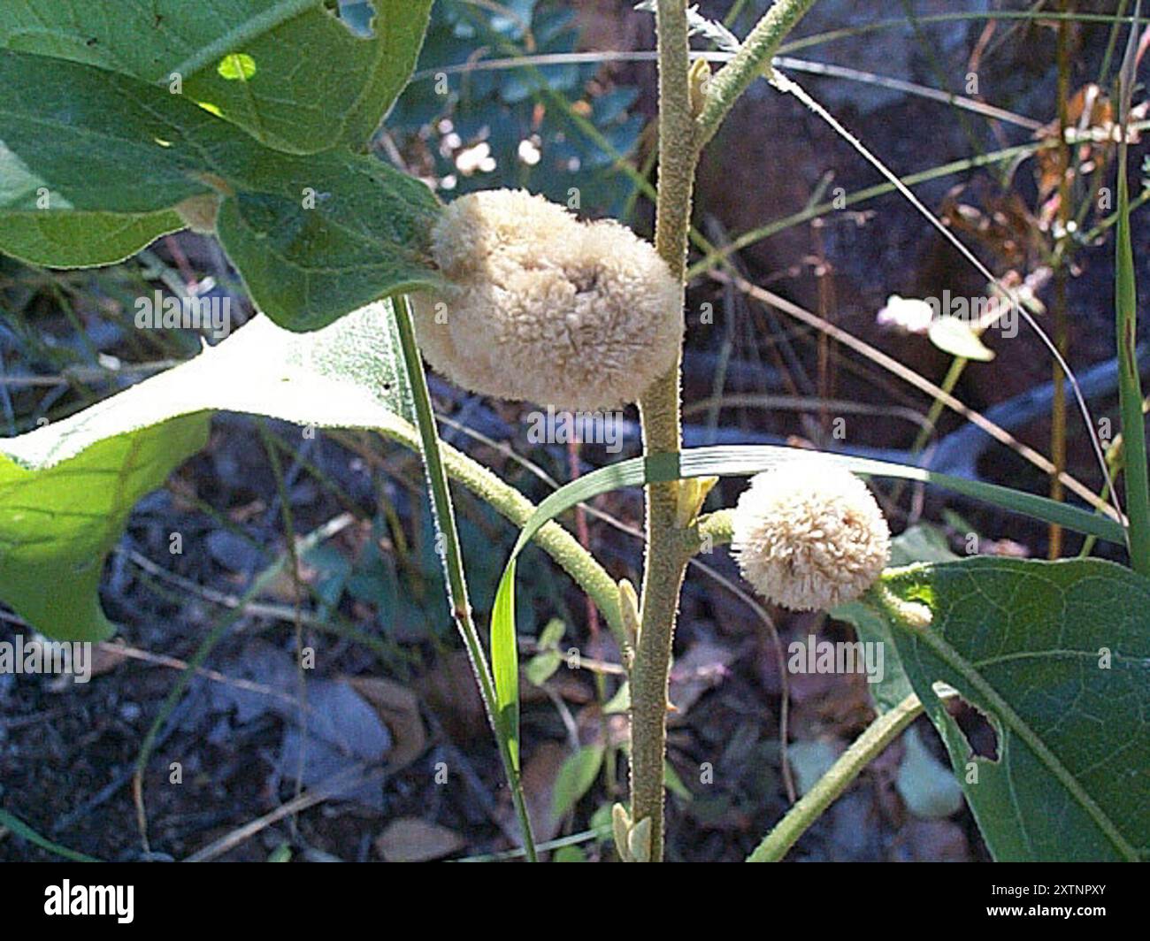 bitter-apple (Solanum campylacanthum) Plantae Stock Photo - Alamy