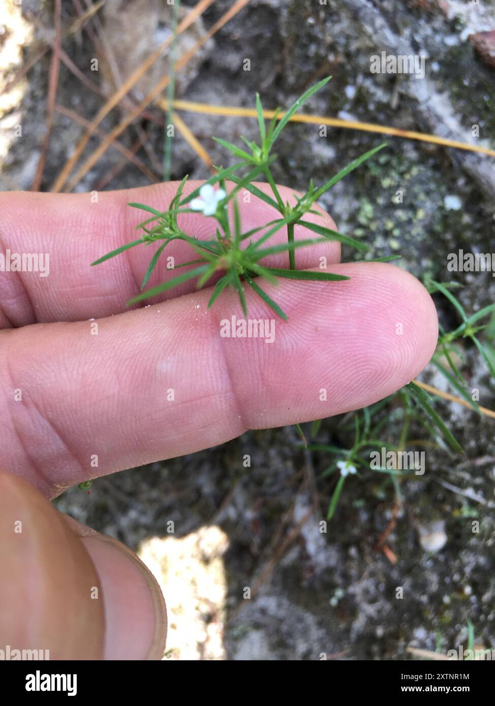 Rust Weed (Polypremum procumbens) Plantae Stock Photo - Alamy