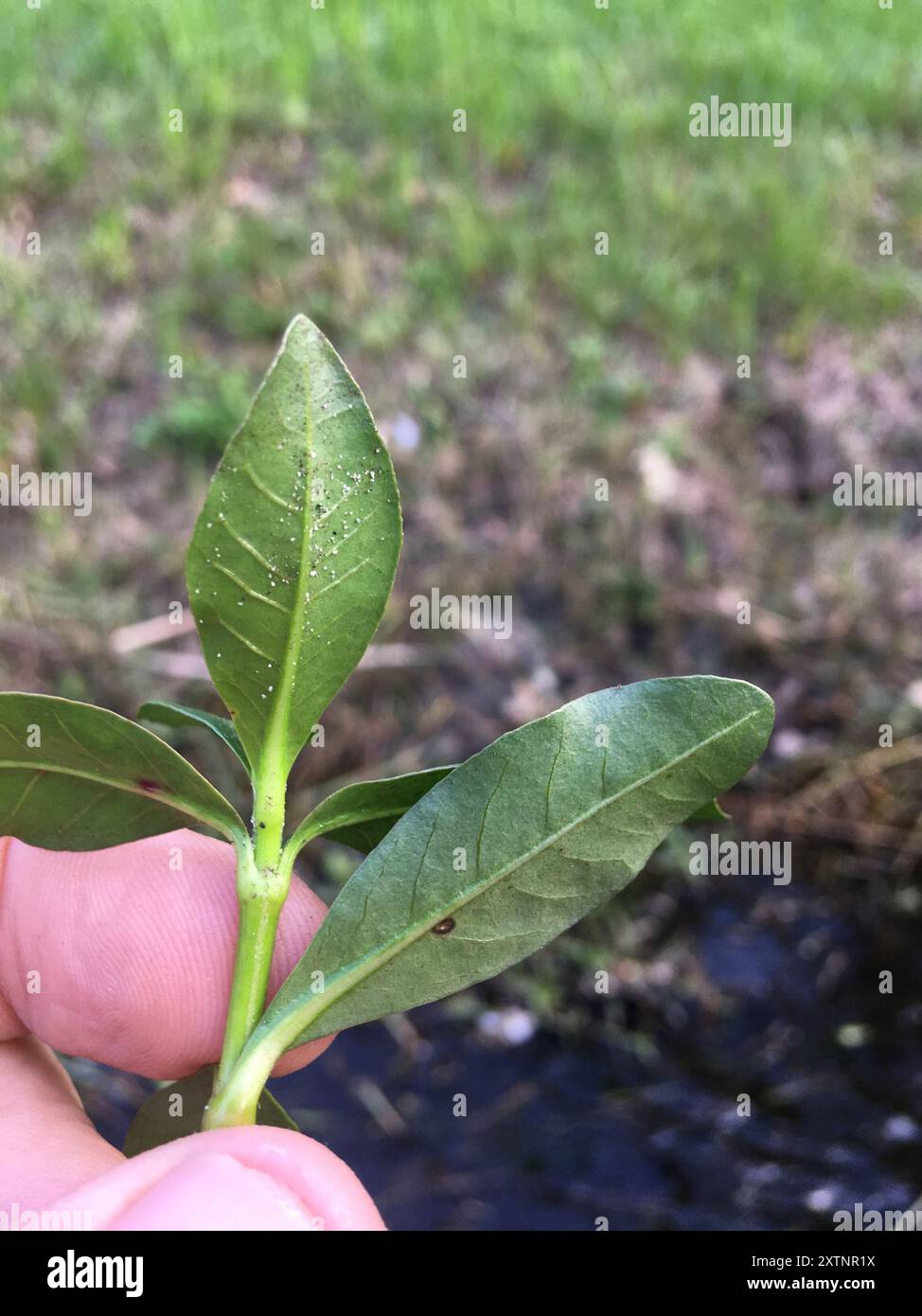 Alligatorweed (Alternanthera philoxeroides) Plantae Stock Photo - Alamy