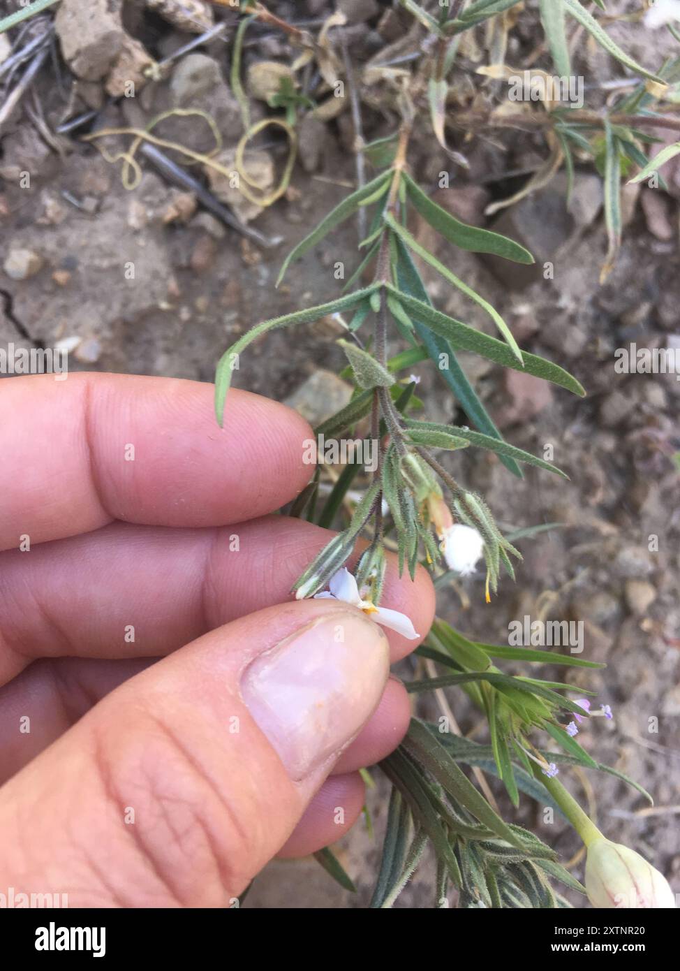 Longleaf Phlox (Phlox longifolia) Plantae Stock Photo - Alamy