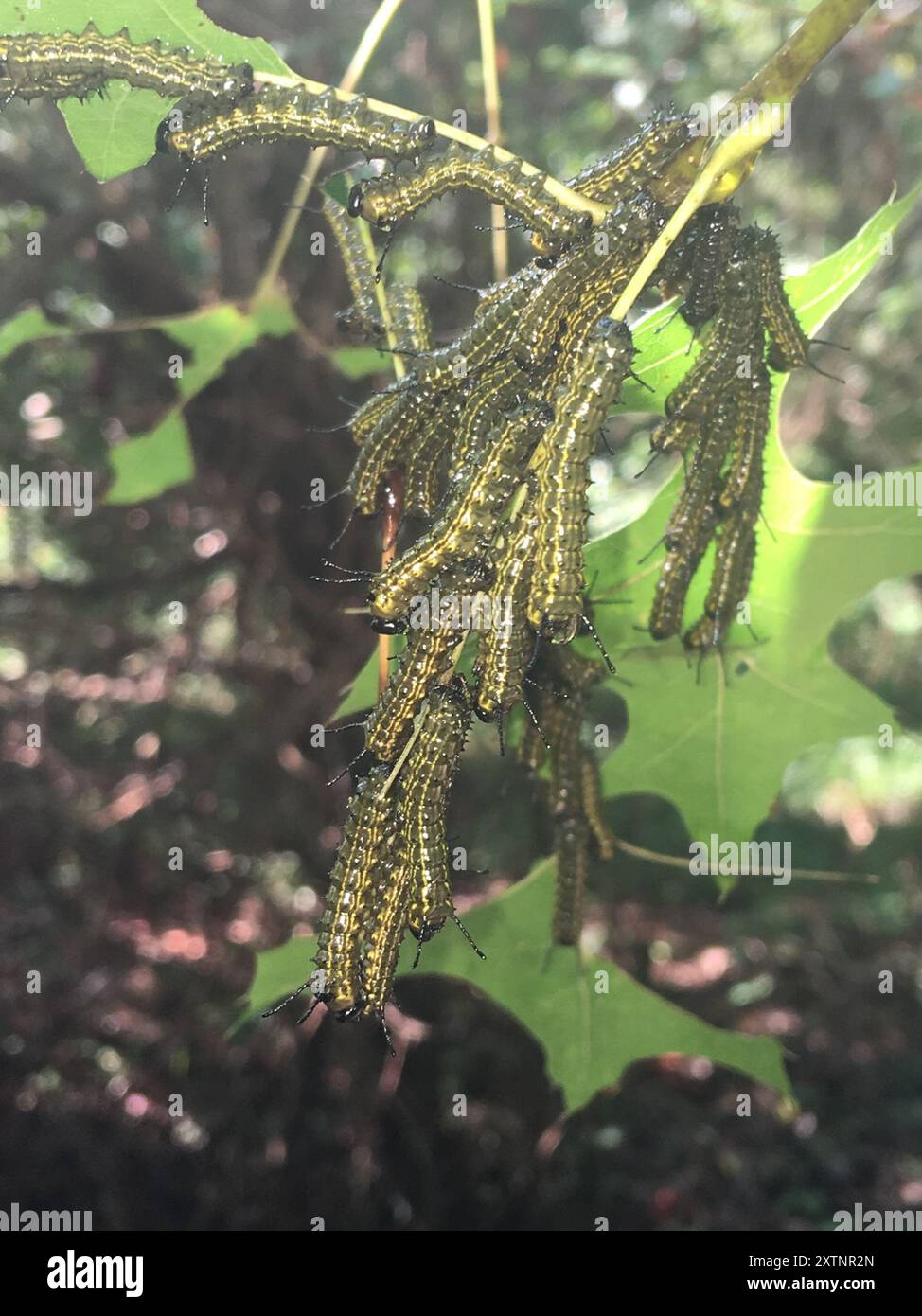 Yellow-striped Oakworm Moth (Anisota peigleri) Insecta Stock Photo - Alamy