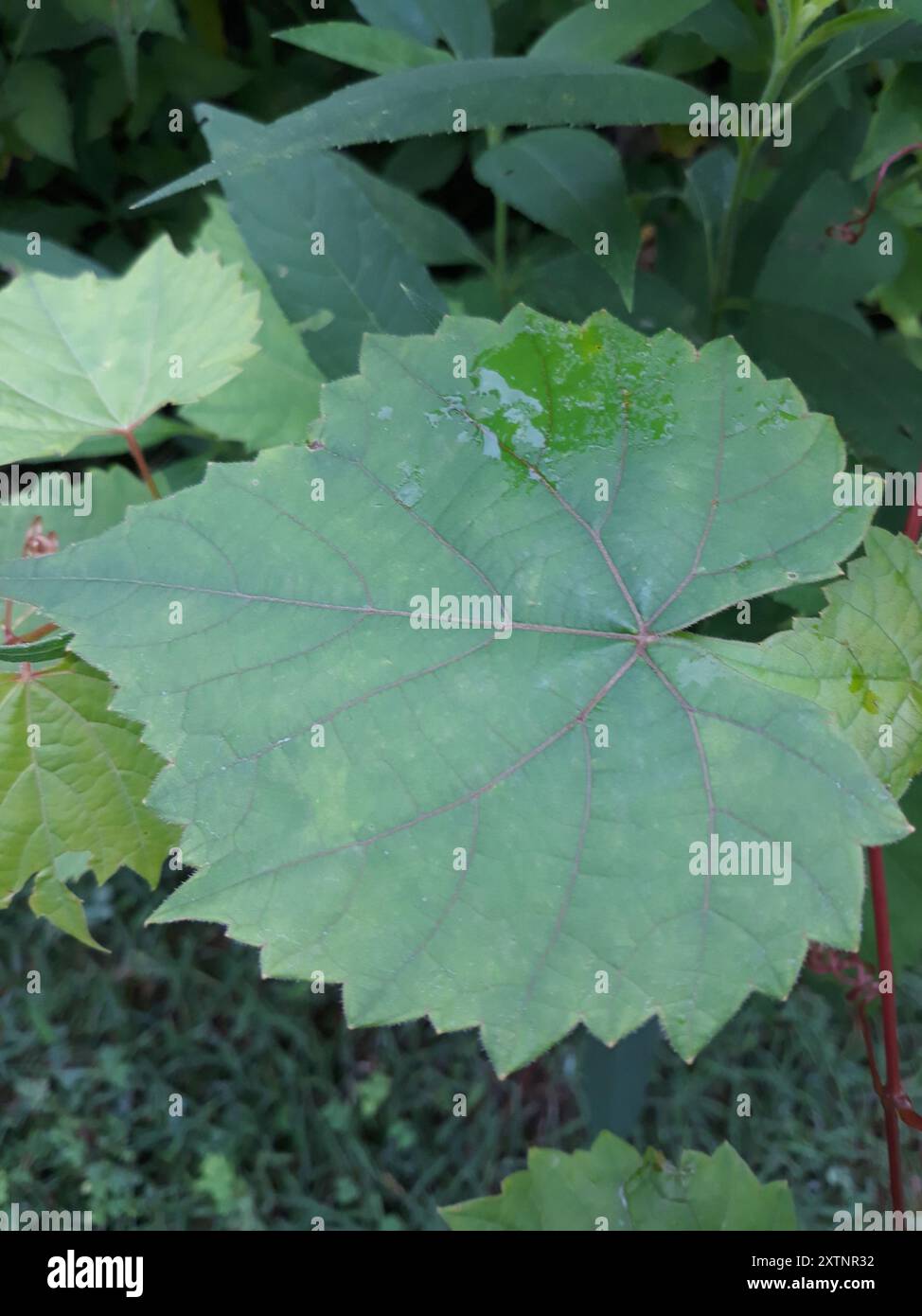 riverbank grape (Vitis riparia) Plantae Stock Photo - Alamy
