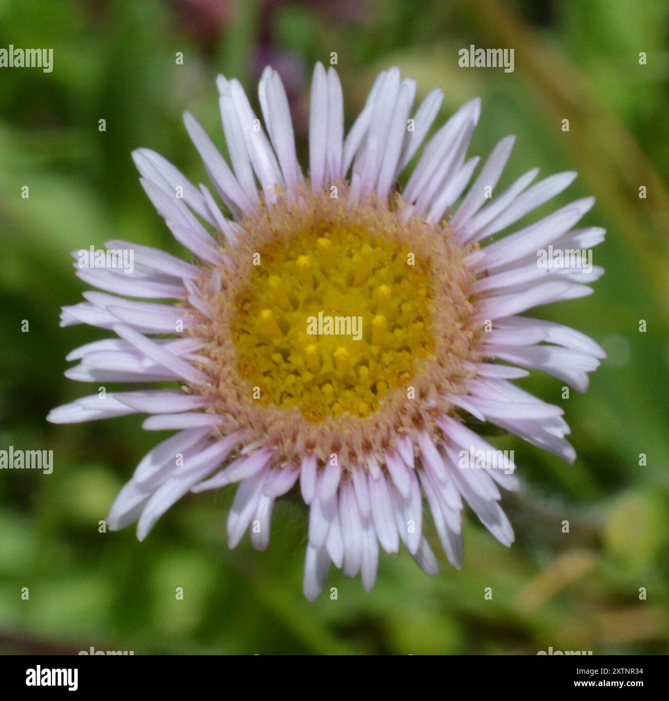 Alpine fleabane (Erigeron alpinus) Plantae Stock Photo - Alamy