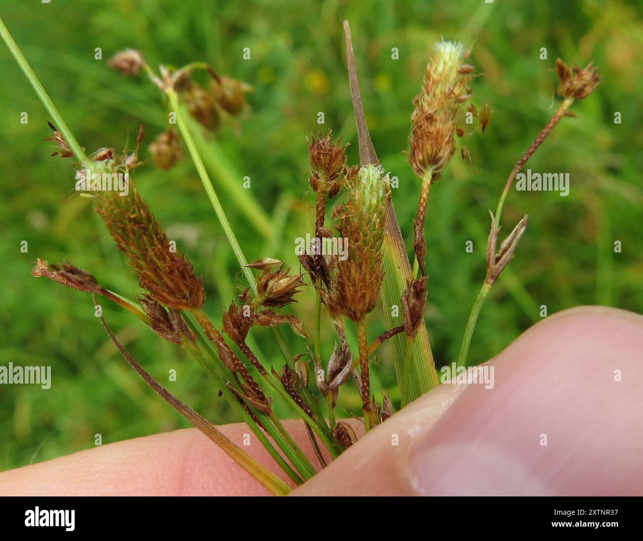 nodding bulrush (Scirpus pendulus) Plantae Stock Photo - Alamy