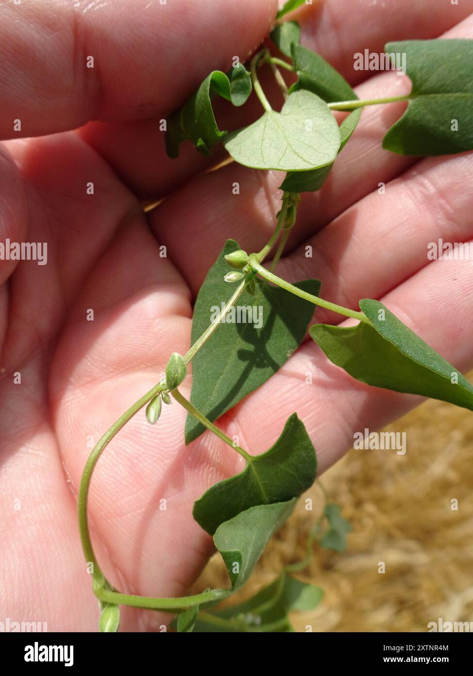 Black-bindweed (Fallopia convolvulus) Plantae Stock Photo - Alamy