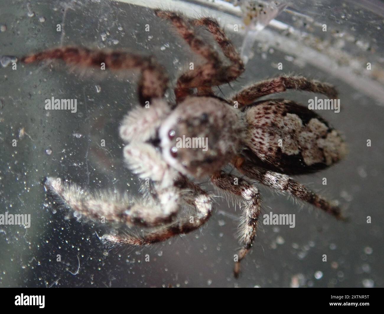 Tan Jumping Spider (Platycryptus undatus) Arachnida Stock Photo - Alamy