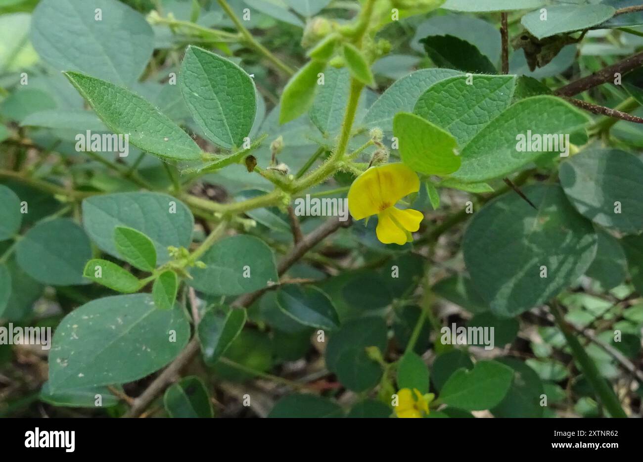 (Cajanus albicans) Plantae Stock Photo - Alamy