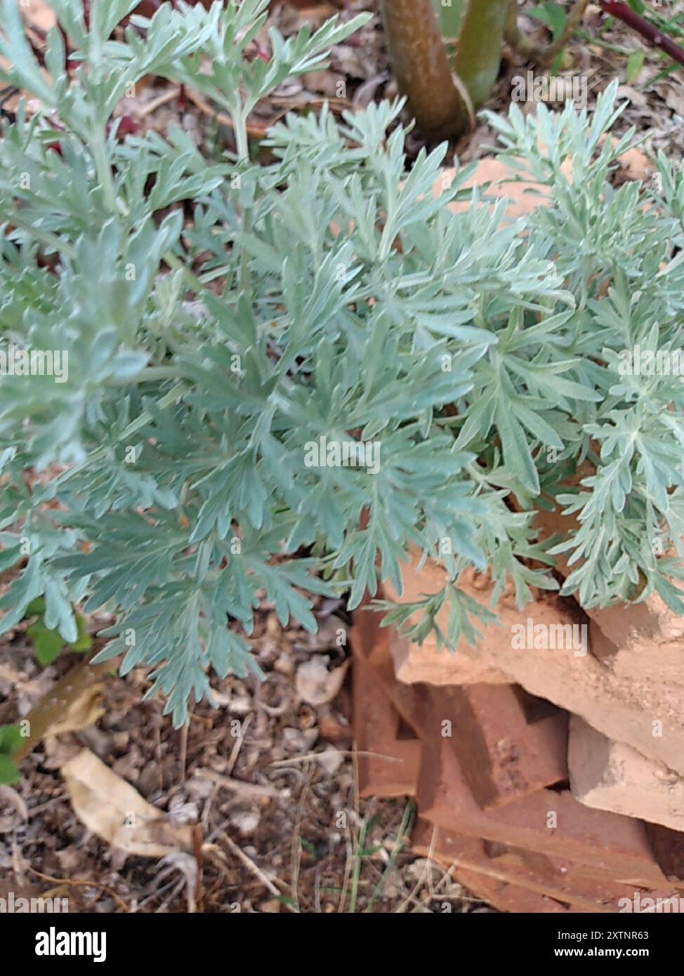 absinthe wormwood (Artemisia absinthium) Plantae Stock Photo - Alamy