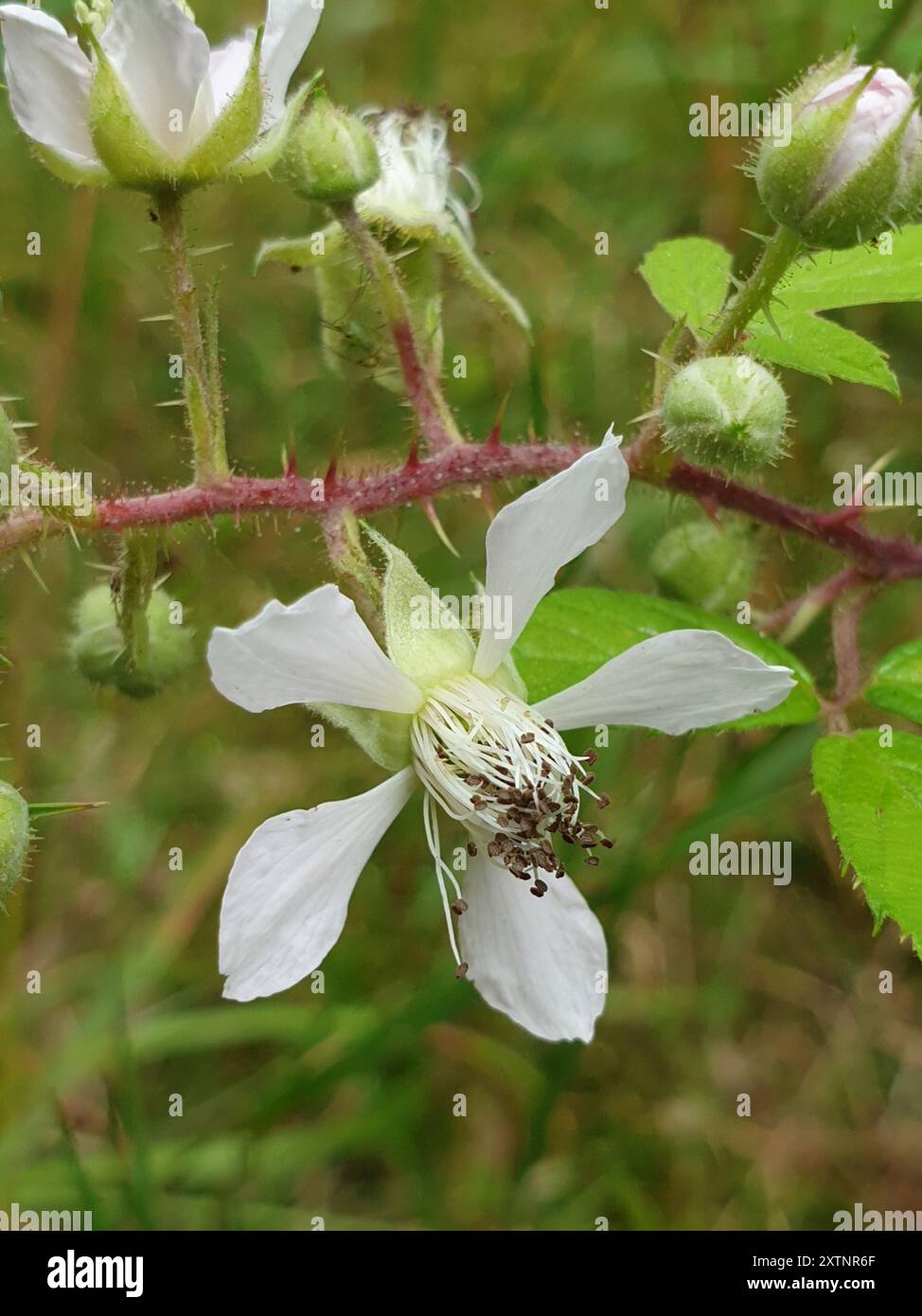 European dewberry (Rubus caesius) Plantae Stock Photo - Alamy