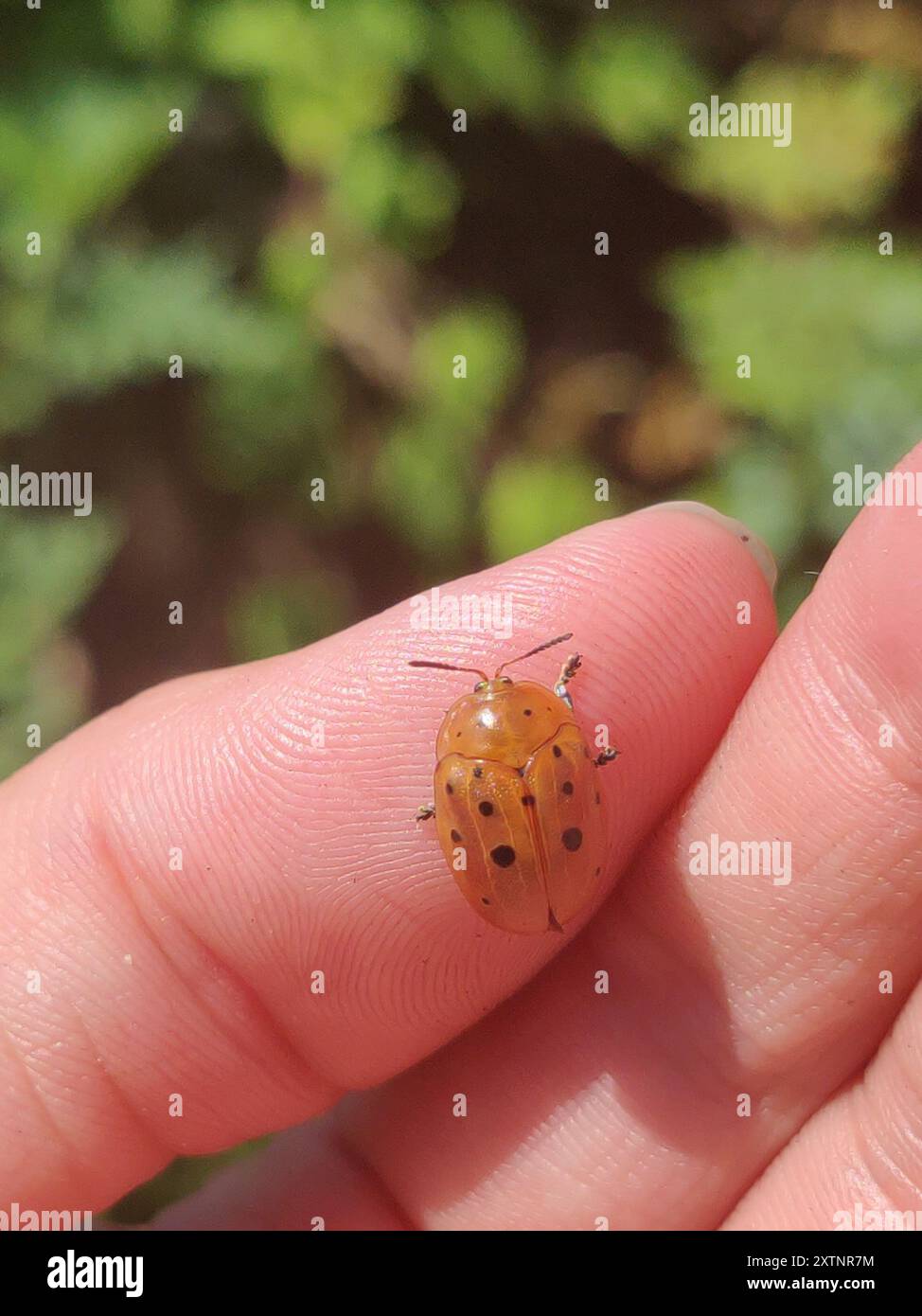 Argus Tortoise Beetle (Chelymorpha cassidea) Insecta Stock Photo - Alamy