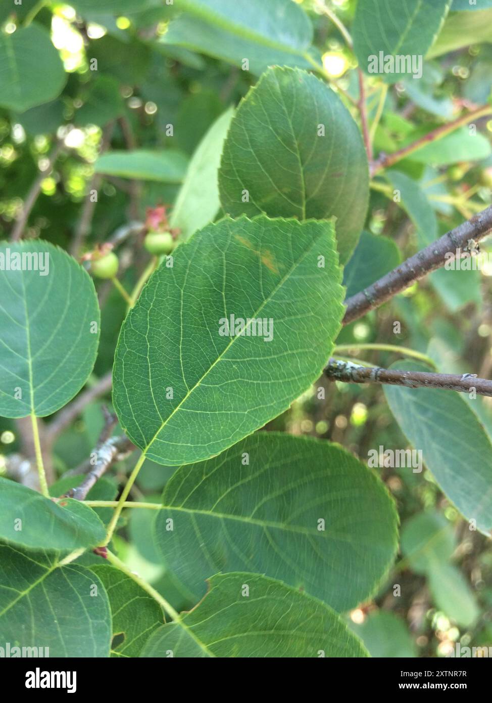Low Serviceberry (Amelanchier humilis) Plantae Stock Photo - Alamy