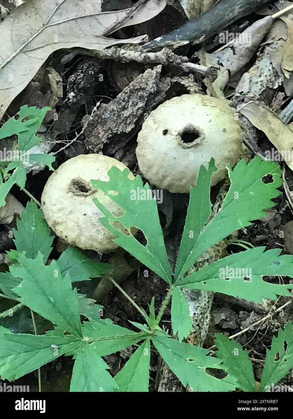 puffballs (Lycoperdaceae) Fungi Stock Photo - Alamy
